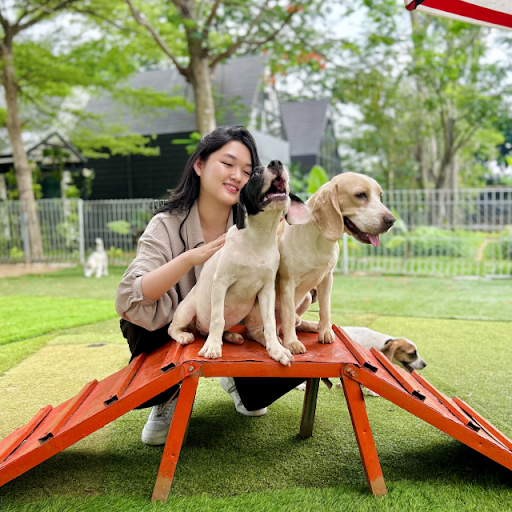 Beranda - Anjing Pintar: Latihan & Tips Anjing Cerdas